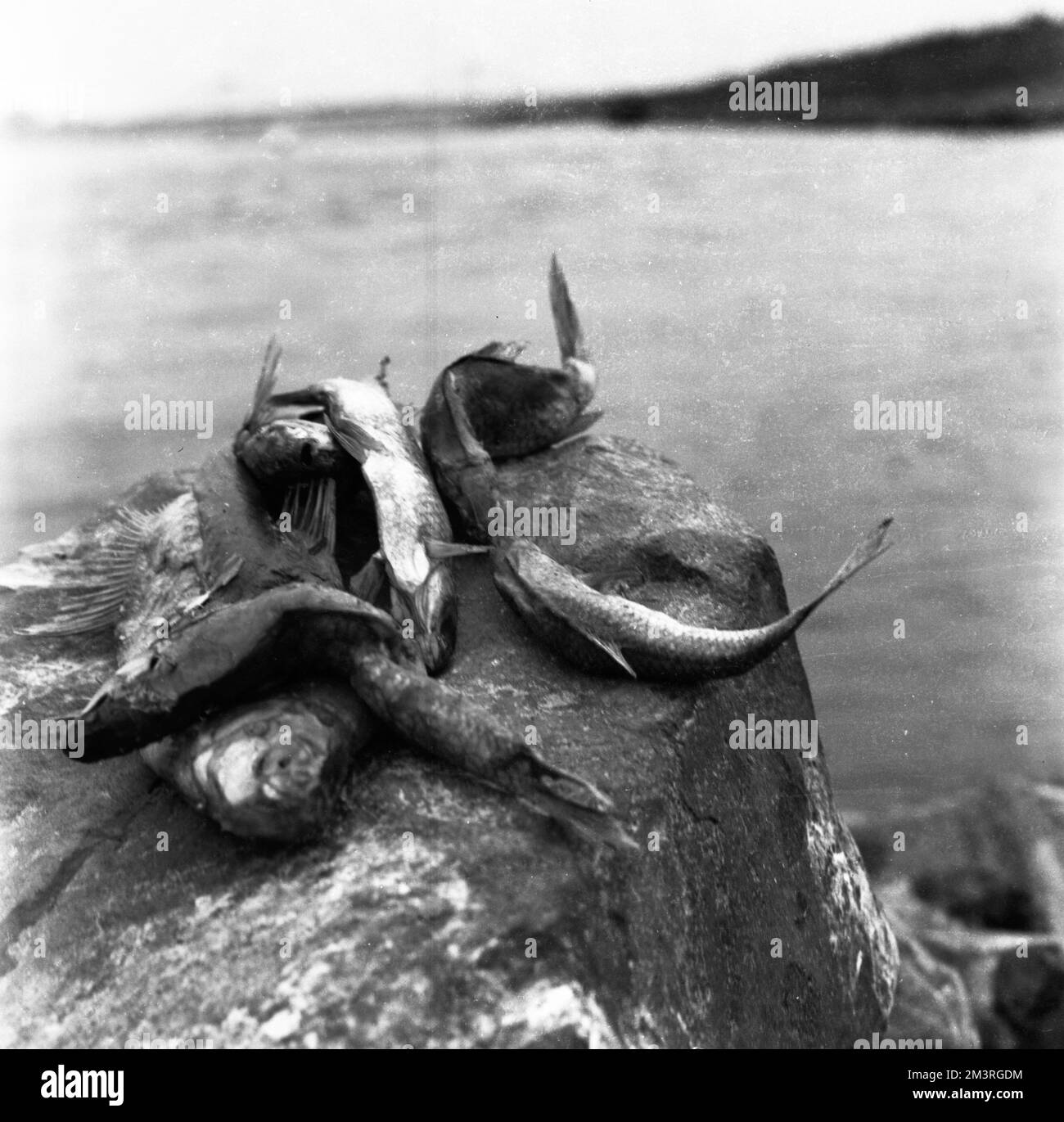 The poison accident on the Rhine, here on 20. 3. 1969, had terrible ...