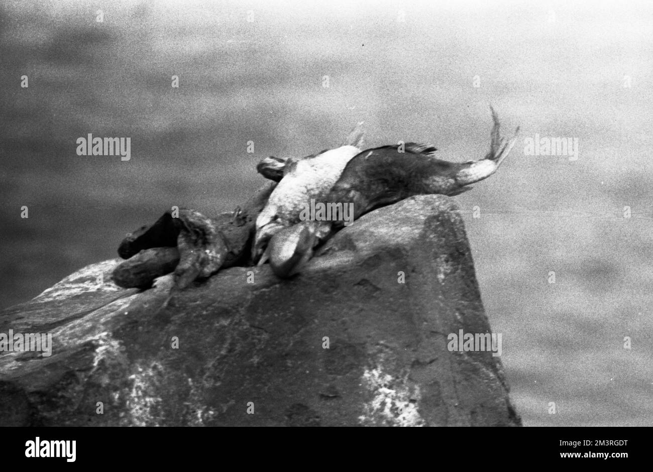 The poison accident on the Rhine, here on 20. 3. 1969, had terrible ...