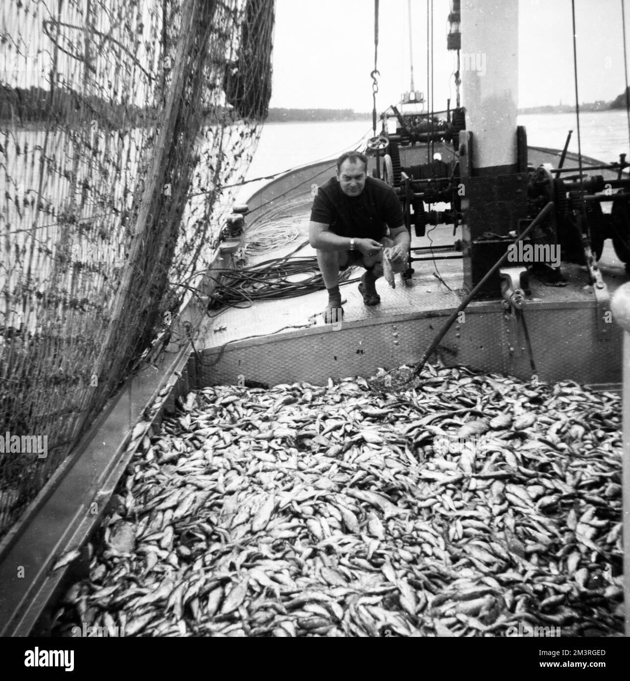 Climate change global warming dead fish Black and White Stock Photos ...