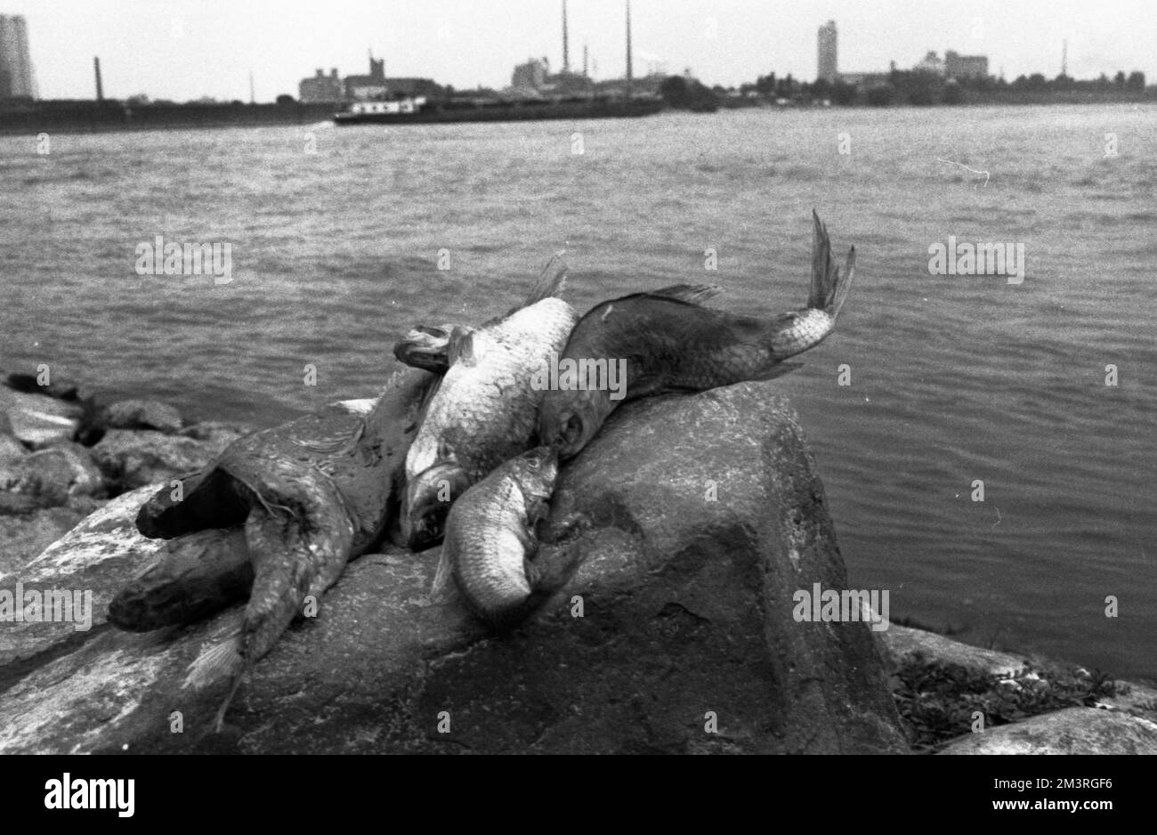 The poison accident on the Rhine, here on 20. 3. 1969, had terrible ...