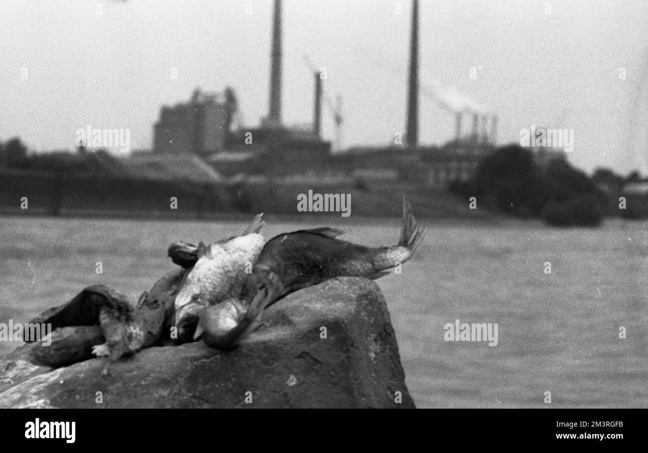 The poison accident on the Rhine, here on 20. 3. 1969, had terrible ...