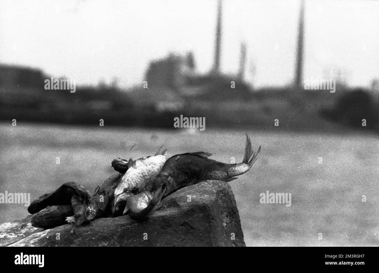 The poison accident on the Rhine, here on 20. 3. 1969, had terrible ...