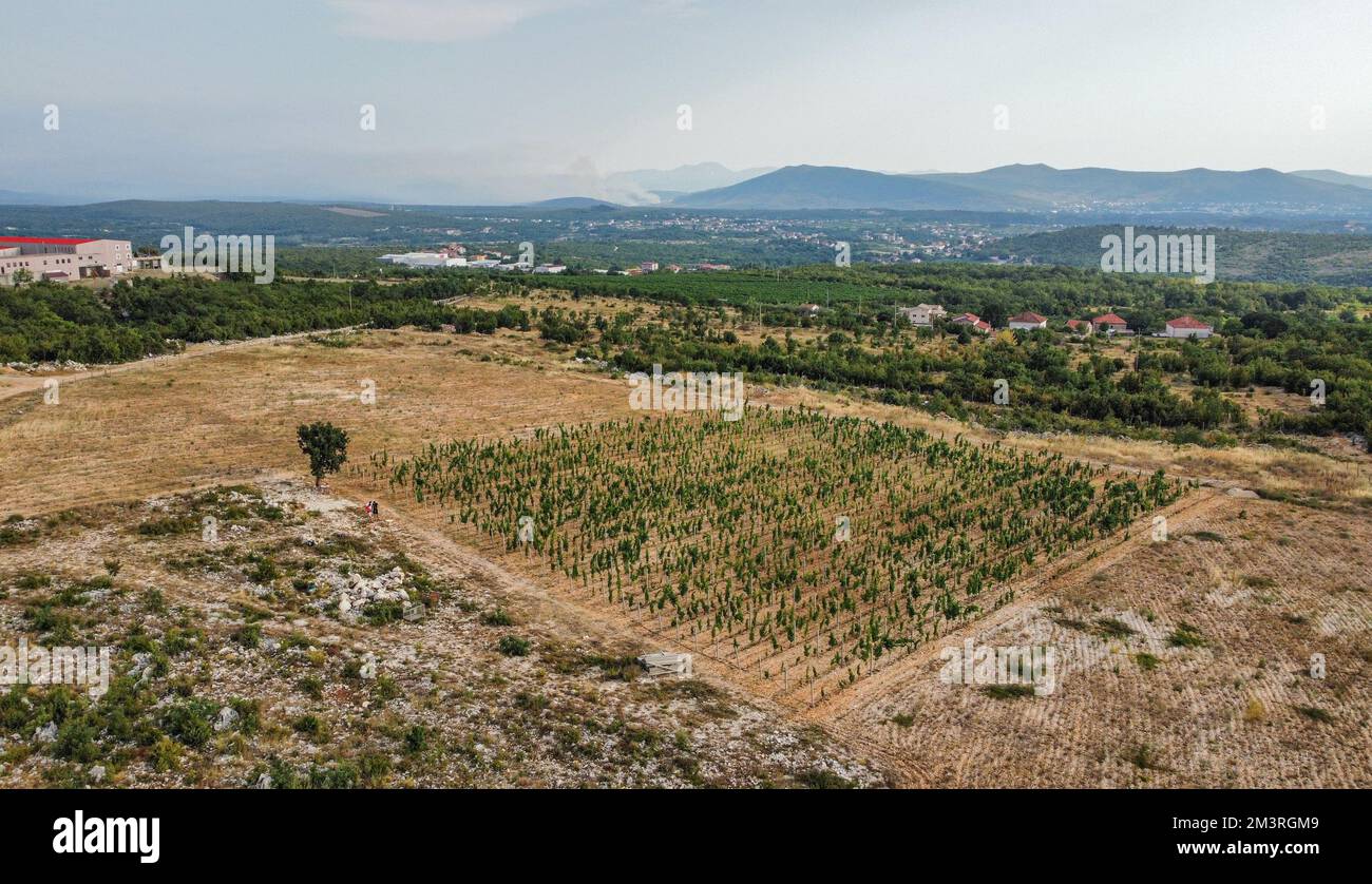 An aerial view of an agricultural plantation at daytime Stock Photo - Alamy