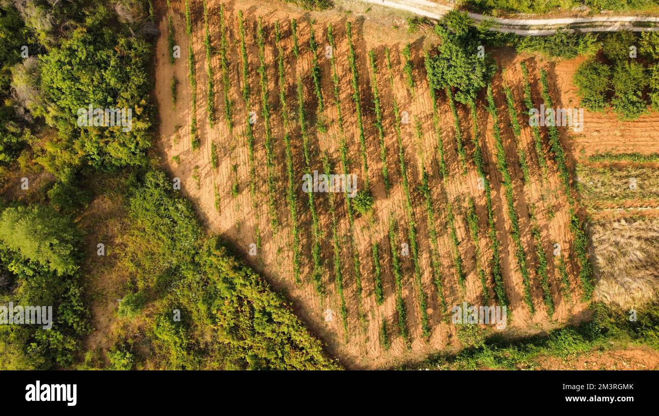 An aerial view of an agricultural plantation at daytime Stock Photo - Alamy
