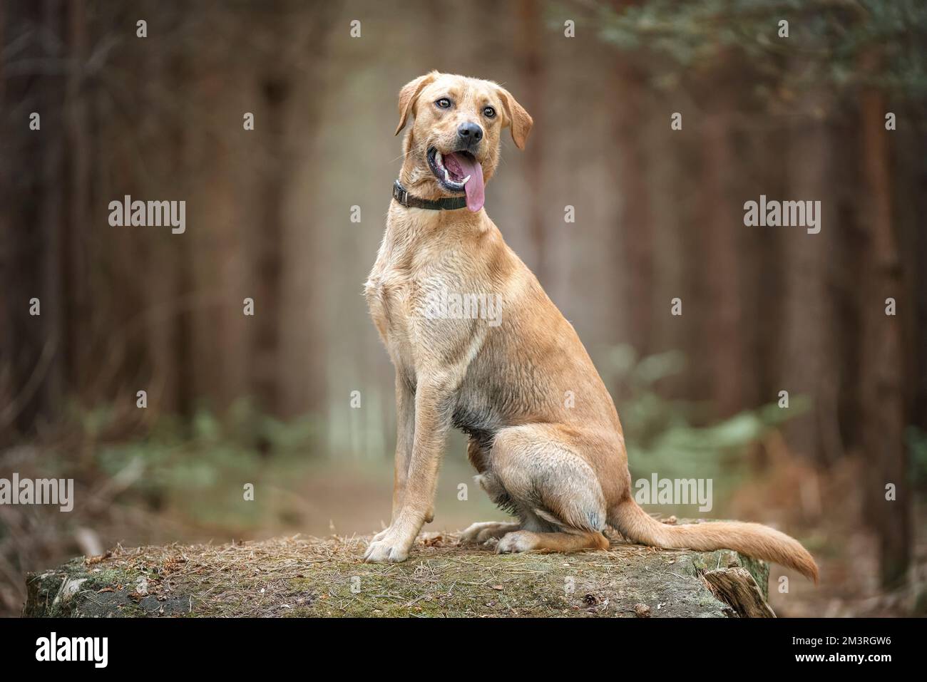 Fox Red Labrador sitting and posing in the forest with his tongue out ...