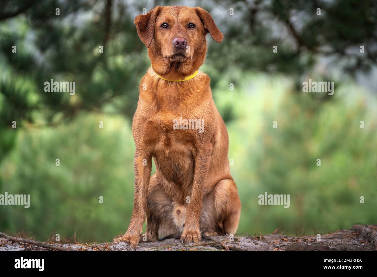 Fox red labrador posing hi-res stock photography and images - Alamy