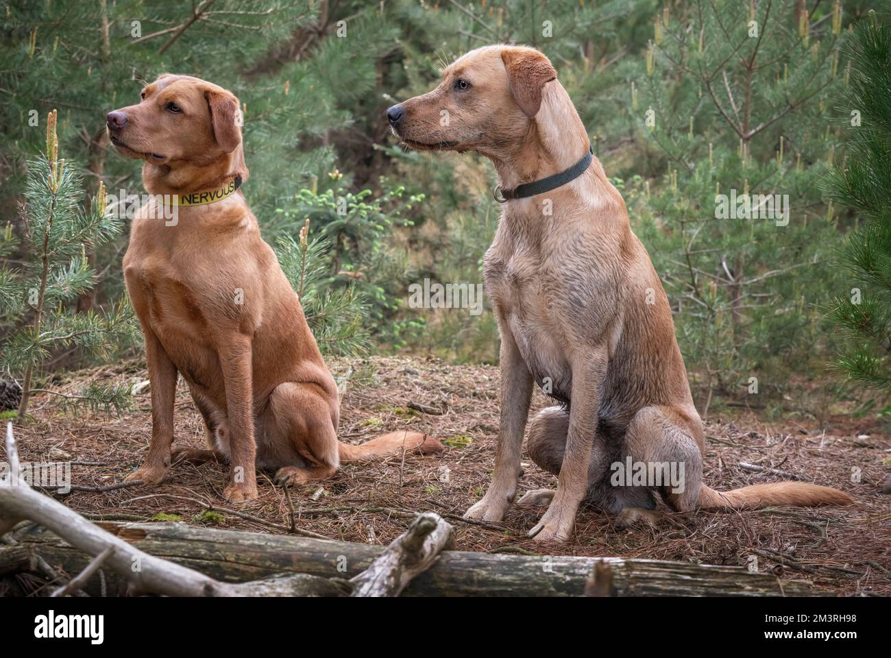 Two Fox Red Labradors sitting in the forest one with a Yellow nervous ...