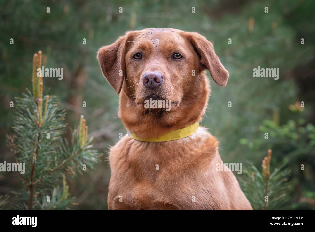 Golden retriever run mud hi-res stock photography and images - Alamy