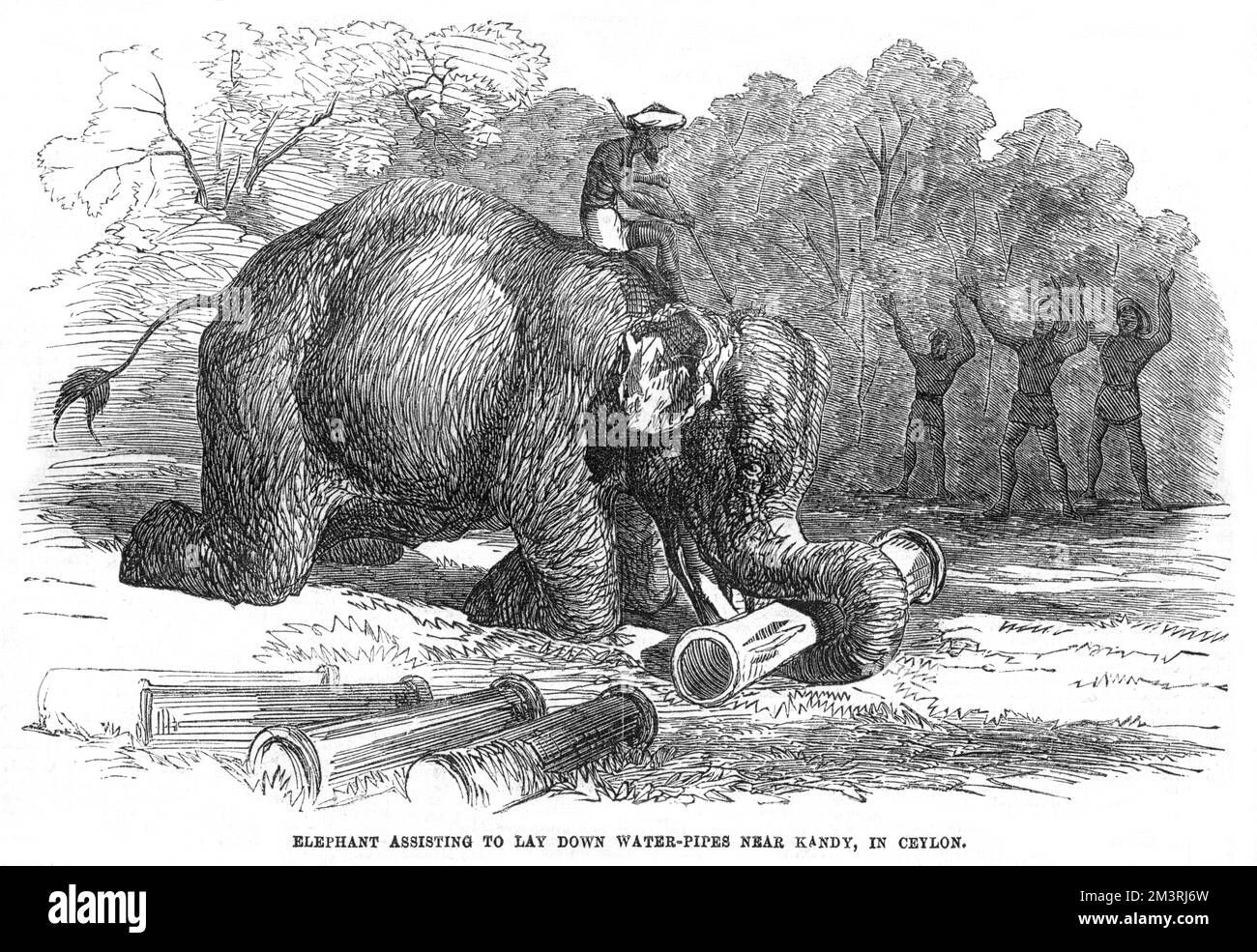 Kandy elephants elephant ceylon sri lanka hi-res stock photography and ...