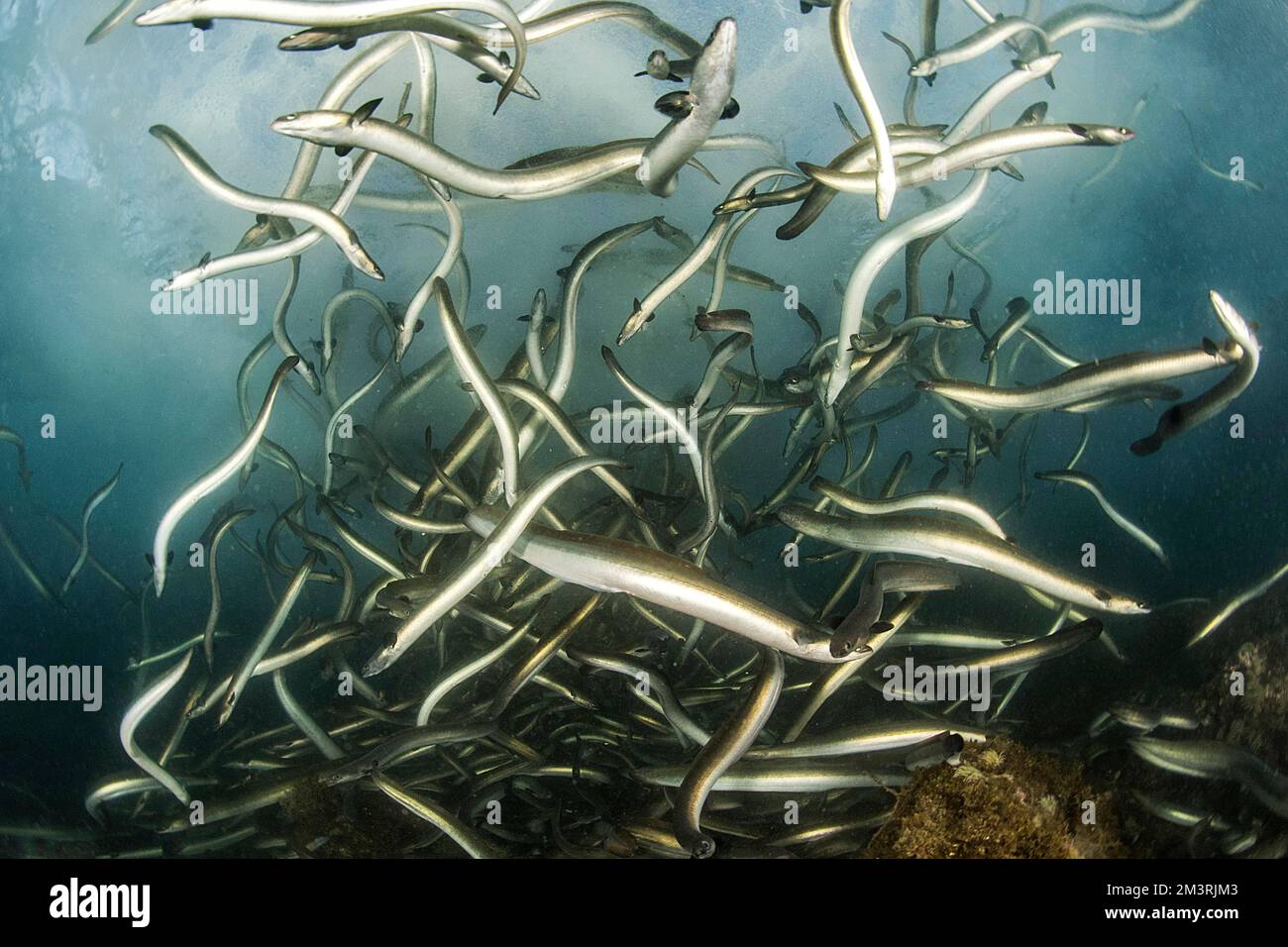 European eels (Anguilla anguilla), Port of Sete, Herault, Occitania ...