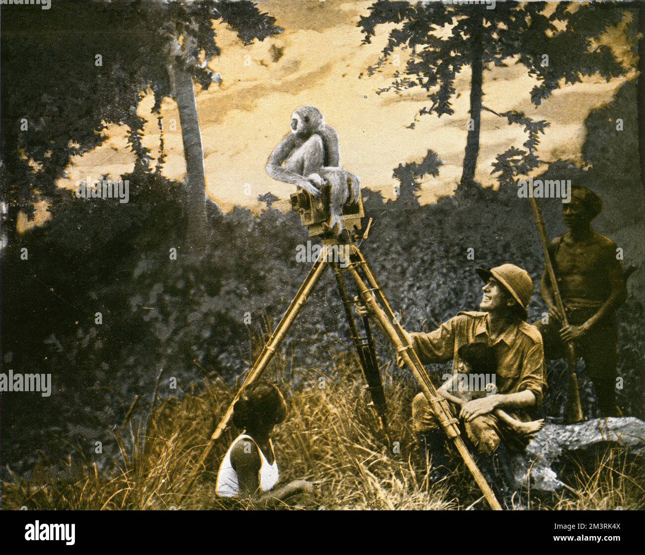 A monkey perches on a film-maker's camera Stock Photo - Alamy