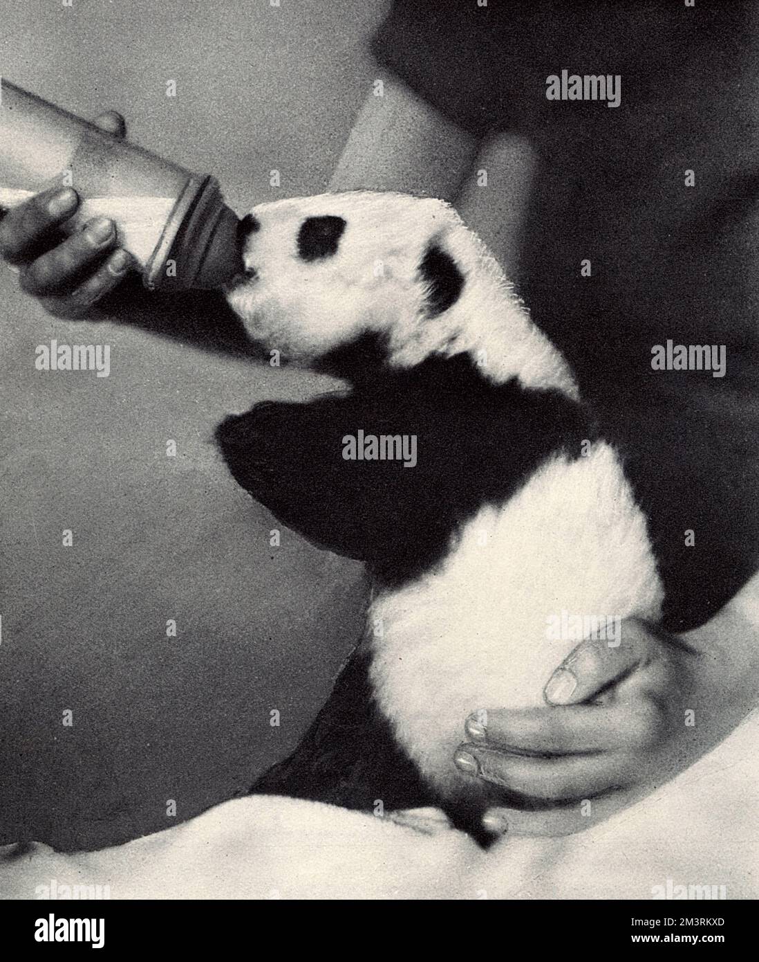 Ruth Harkness and her baby Giant Panda, Sun-Lin Stock Photo - Alamy