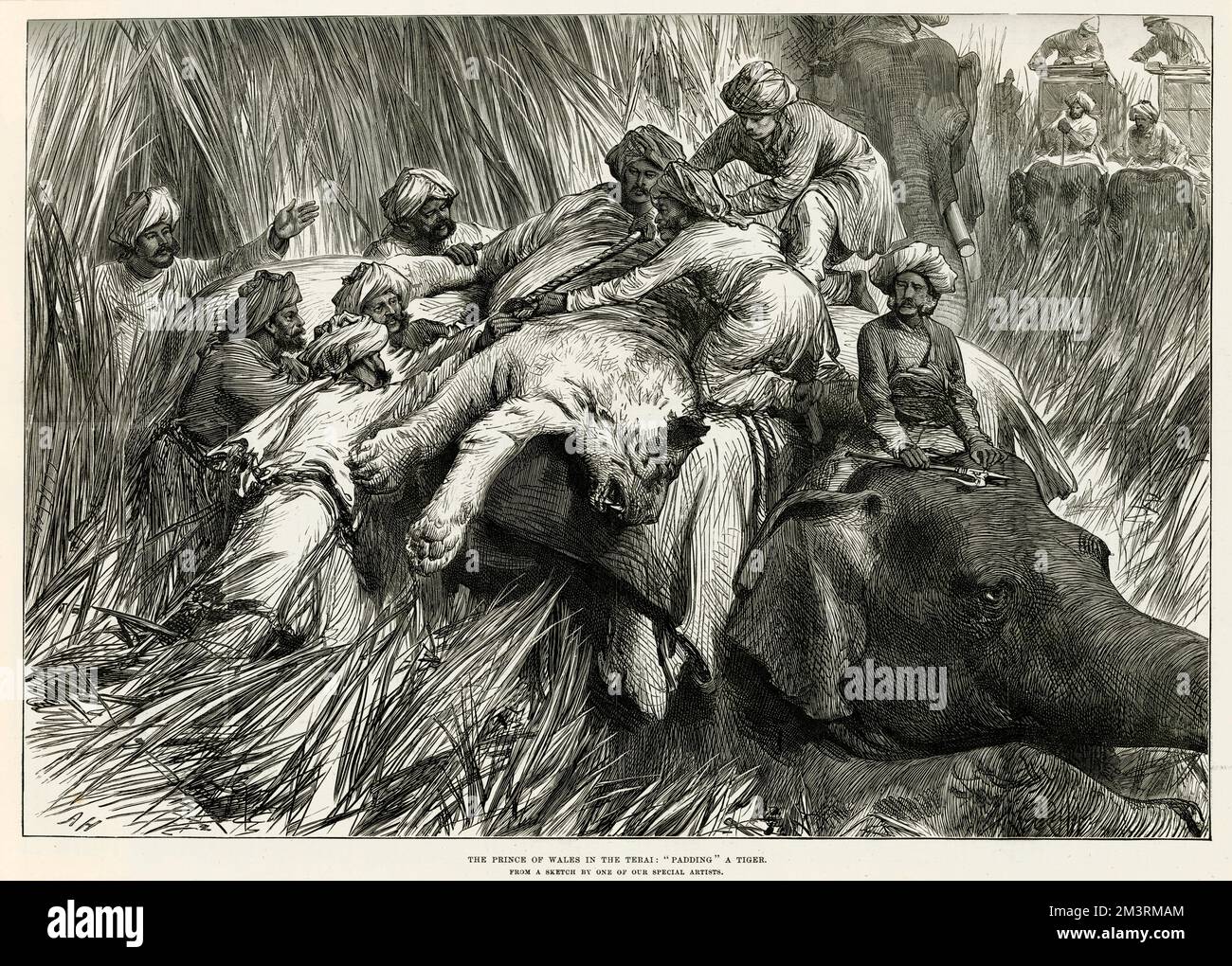 Tiger hunting with elephants hi-res stock photography and images - Alamy