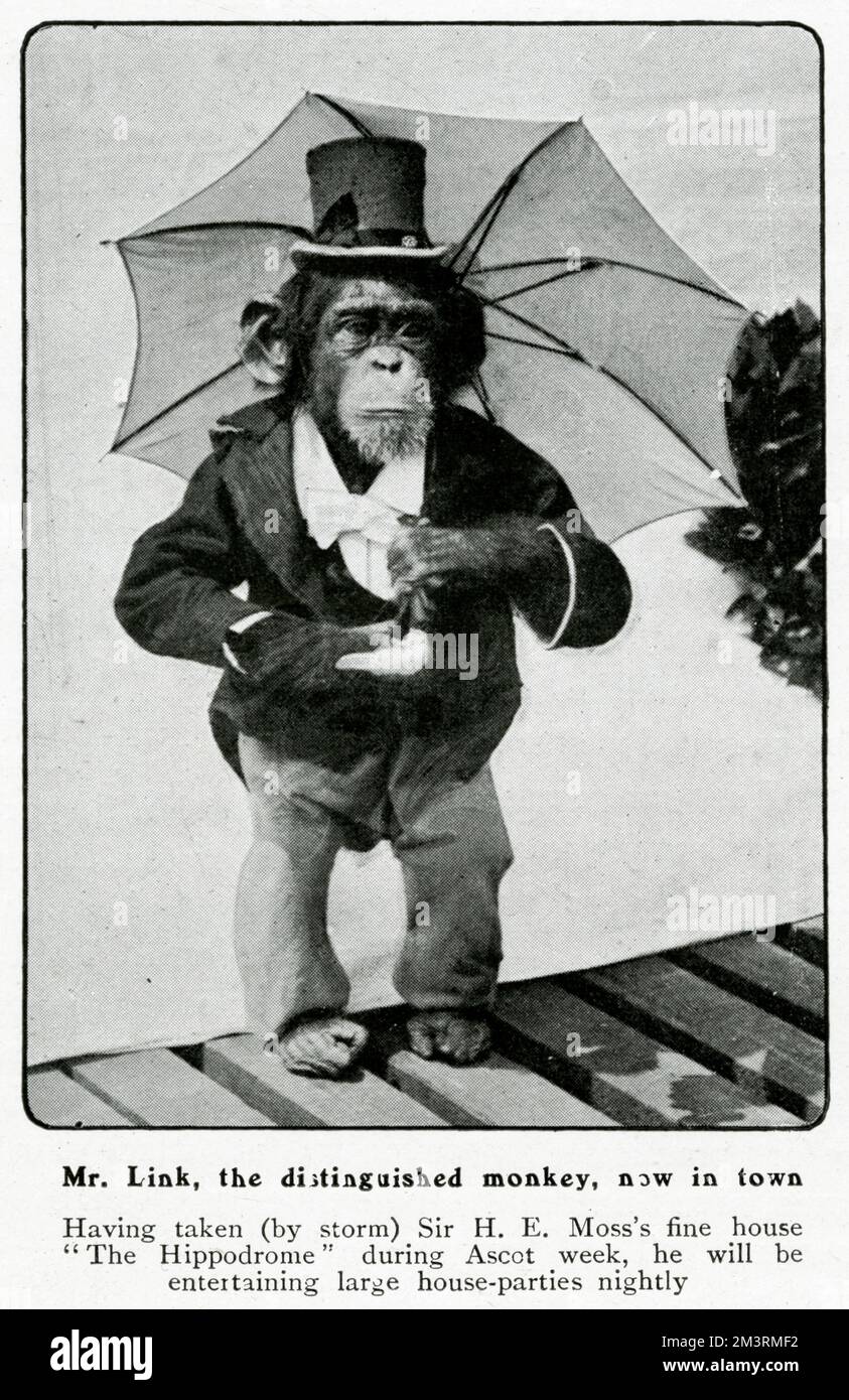 Mr Link, monkey appearing at the Hippodrome 1906 Stock Photo - Alamy