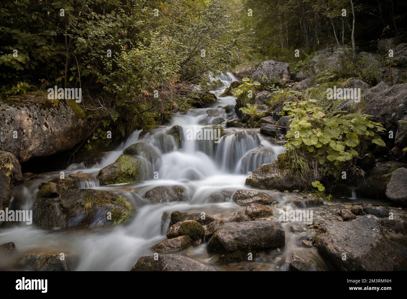 A long exposure view of water cascading over rocks in a forest Stock ...