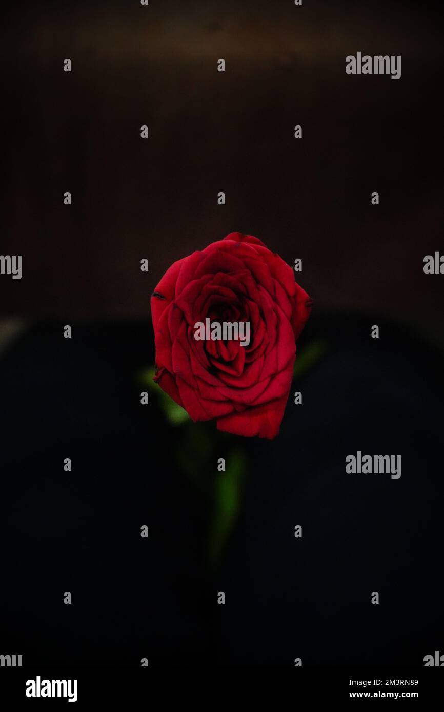 A closeup shot of a red rose on a blurred background Stock Photo - Alamy