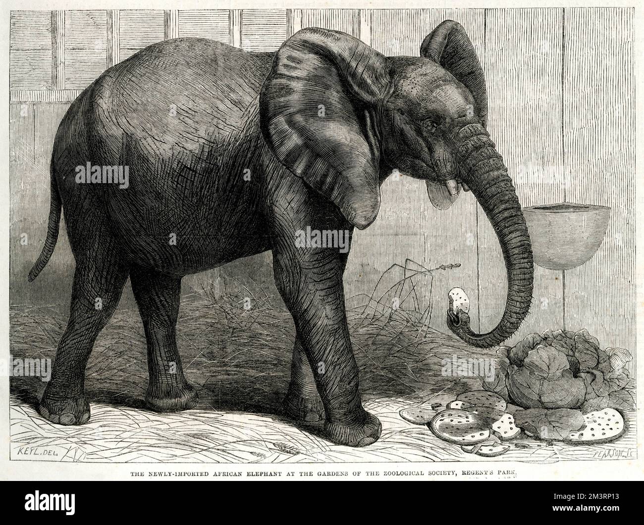 Jumbo the elephant at Regent's Park 1865 Stock Photo - Alamy