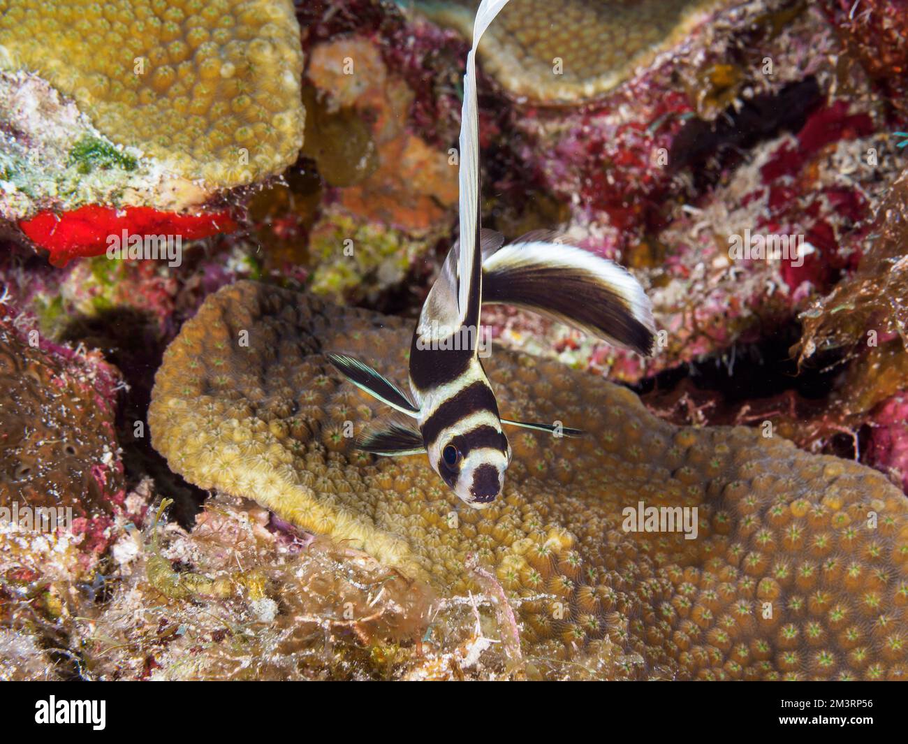 A juvenile Spotted Drum on a beautiful coral reef in the crystal clear ...