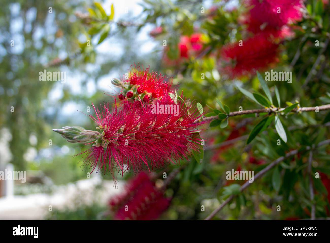 Spring flowering of a red callistemon speciosus. Smells of spring Stock ...