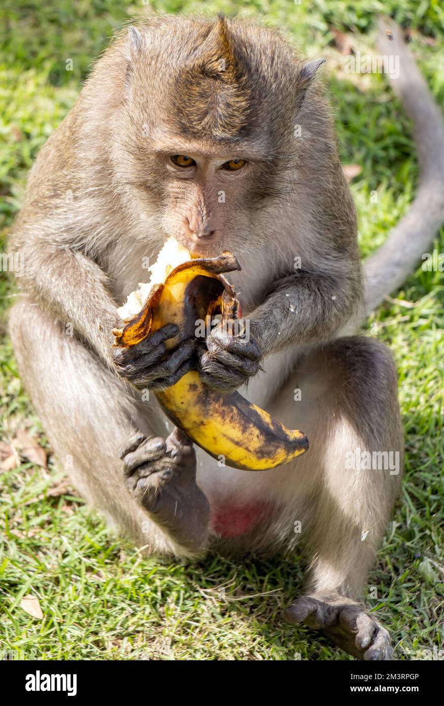 Macaque monkey eating banana in nature, Thailand Stock Photo - Alamy