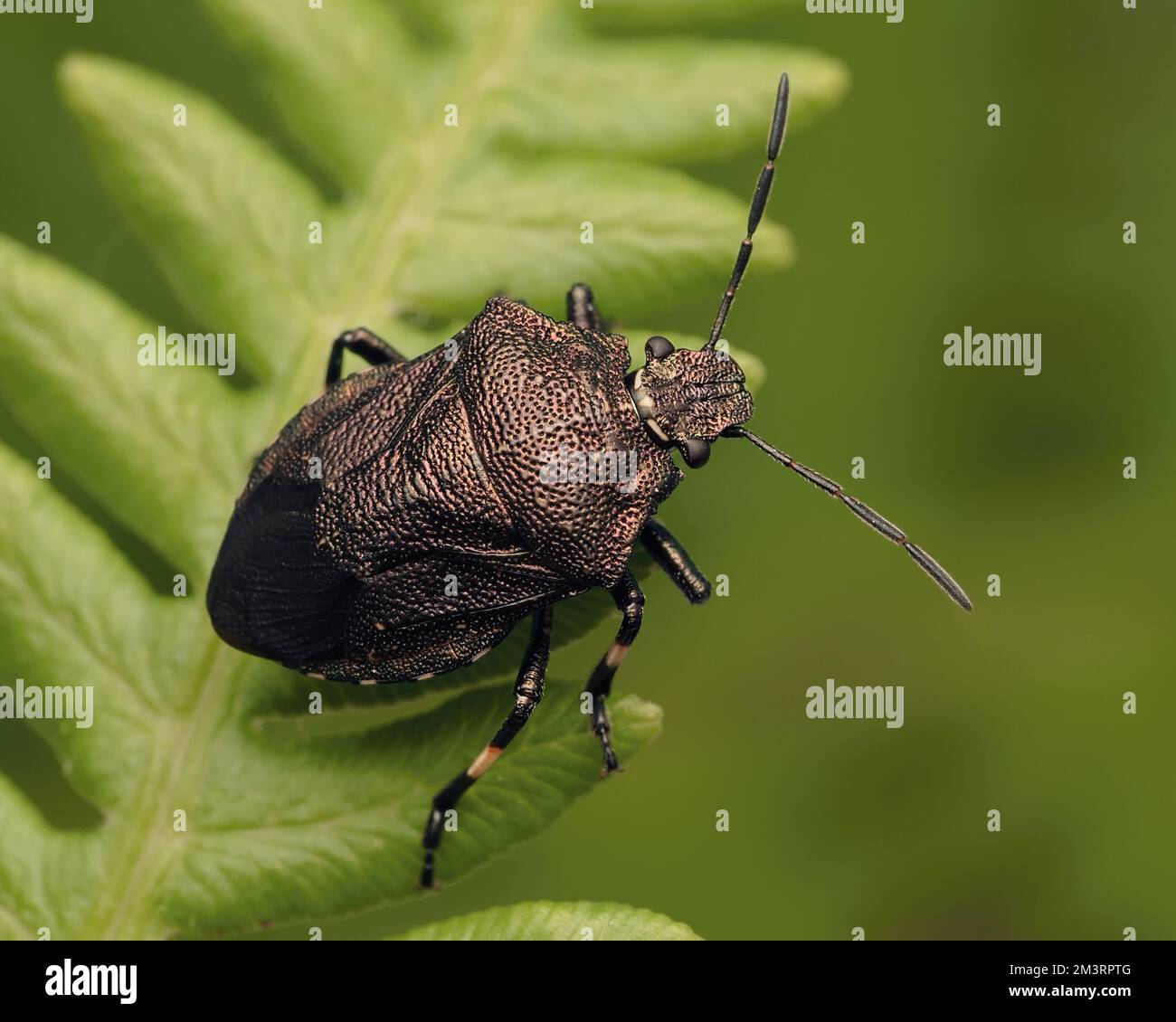 Heather Shieldbug (Rhacognathus punctatus) at rest on fern. Tipperary ...