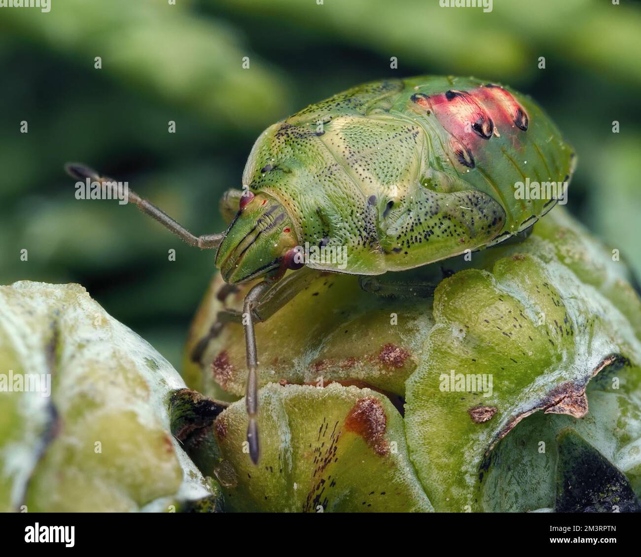 Juniper Shieldbug final instar nymph (Cyphostethus tristriatus) resting ...
