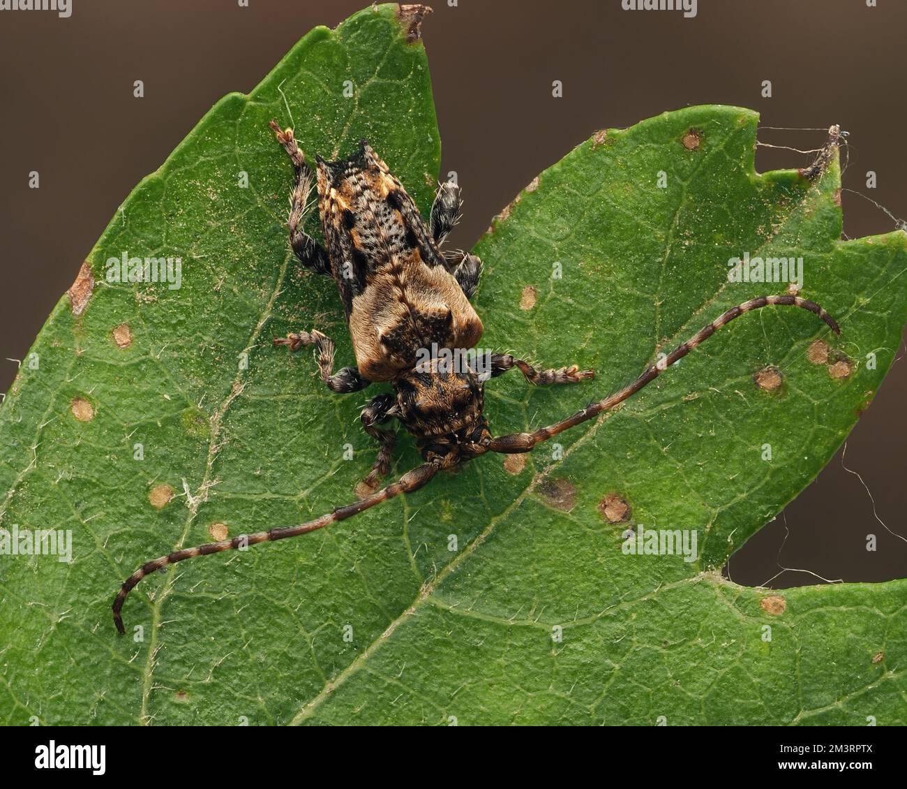 Lesser Thorn-tipped Longhorn Beetle (Pogonocherus hispidus) resting on ...