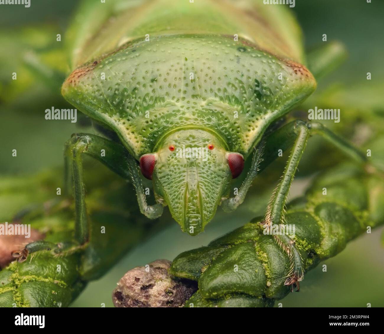 Teneral juniper shieldbug hi-res stock photography and images - Alamy