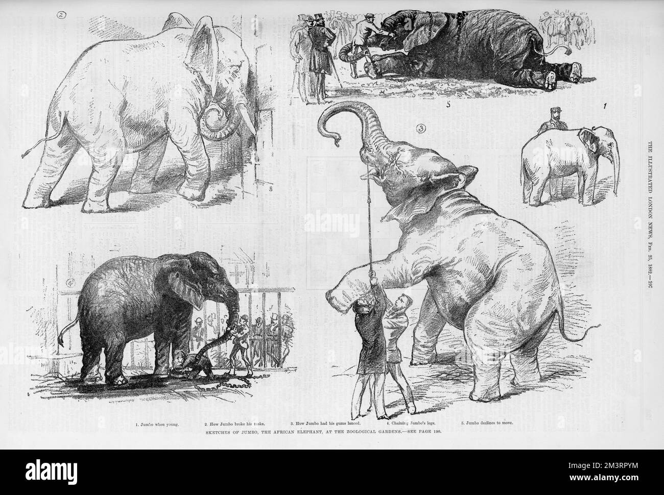 Jumbo the elephant in his younger days Stock Photo - Alamy