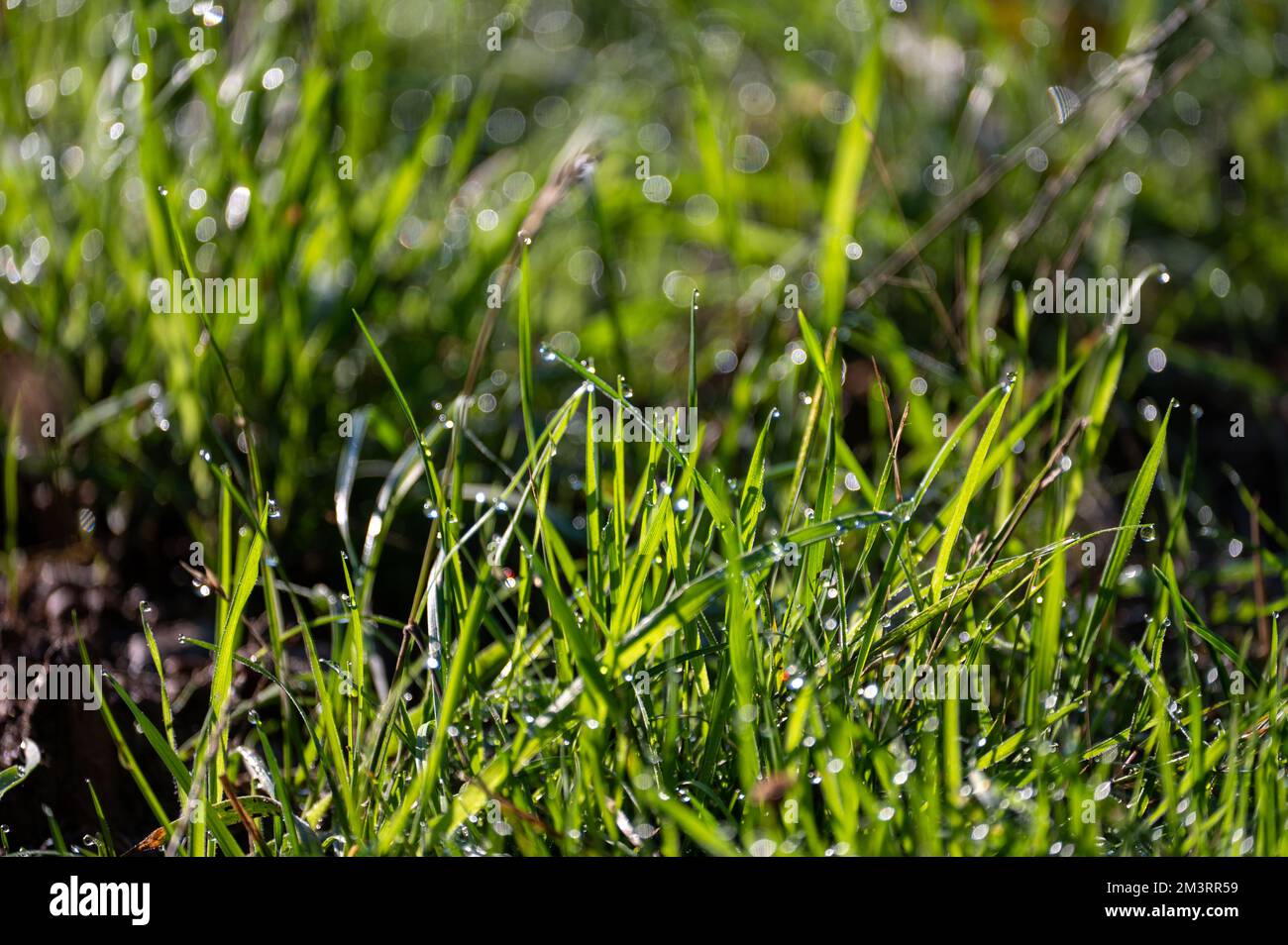 Blurred background image of green grass with bokeh and morning dew ...