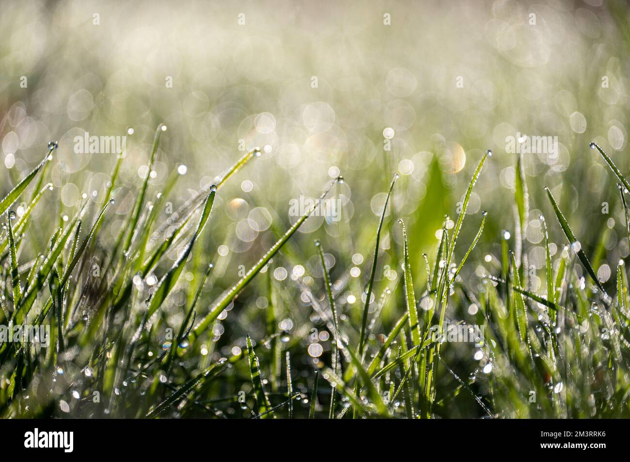 Blurred background image of green grass with bokeh and morning dew ...