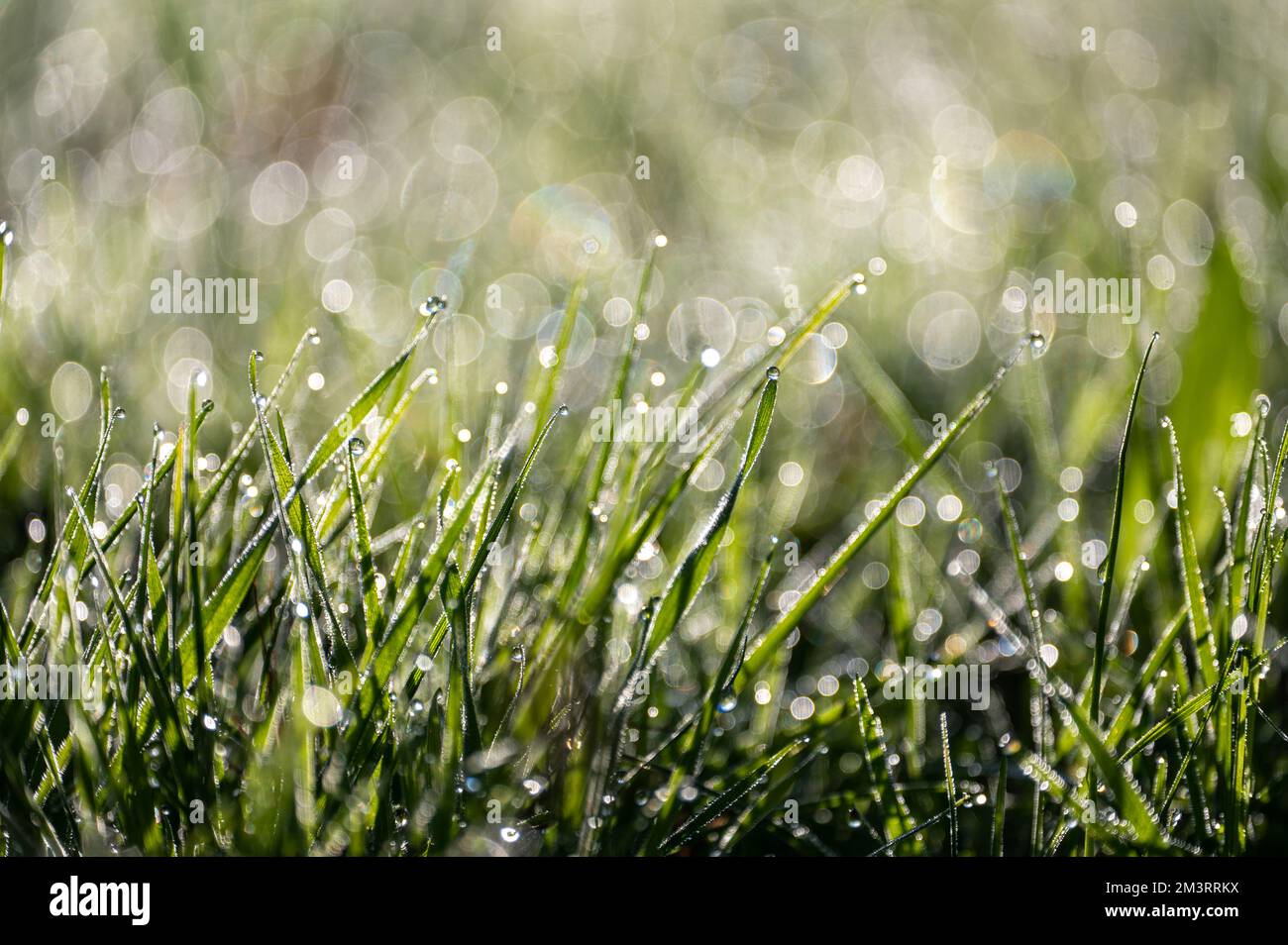 Blurred background image of green grass with bokeh and morning dew ...