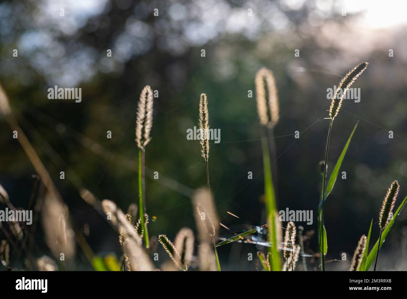 Green grass sunny graphics hi-res stock photography and images - Alamy
