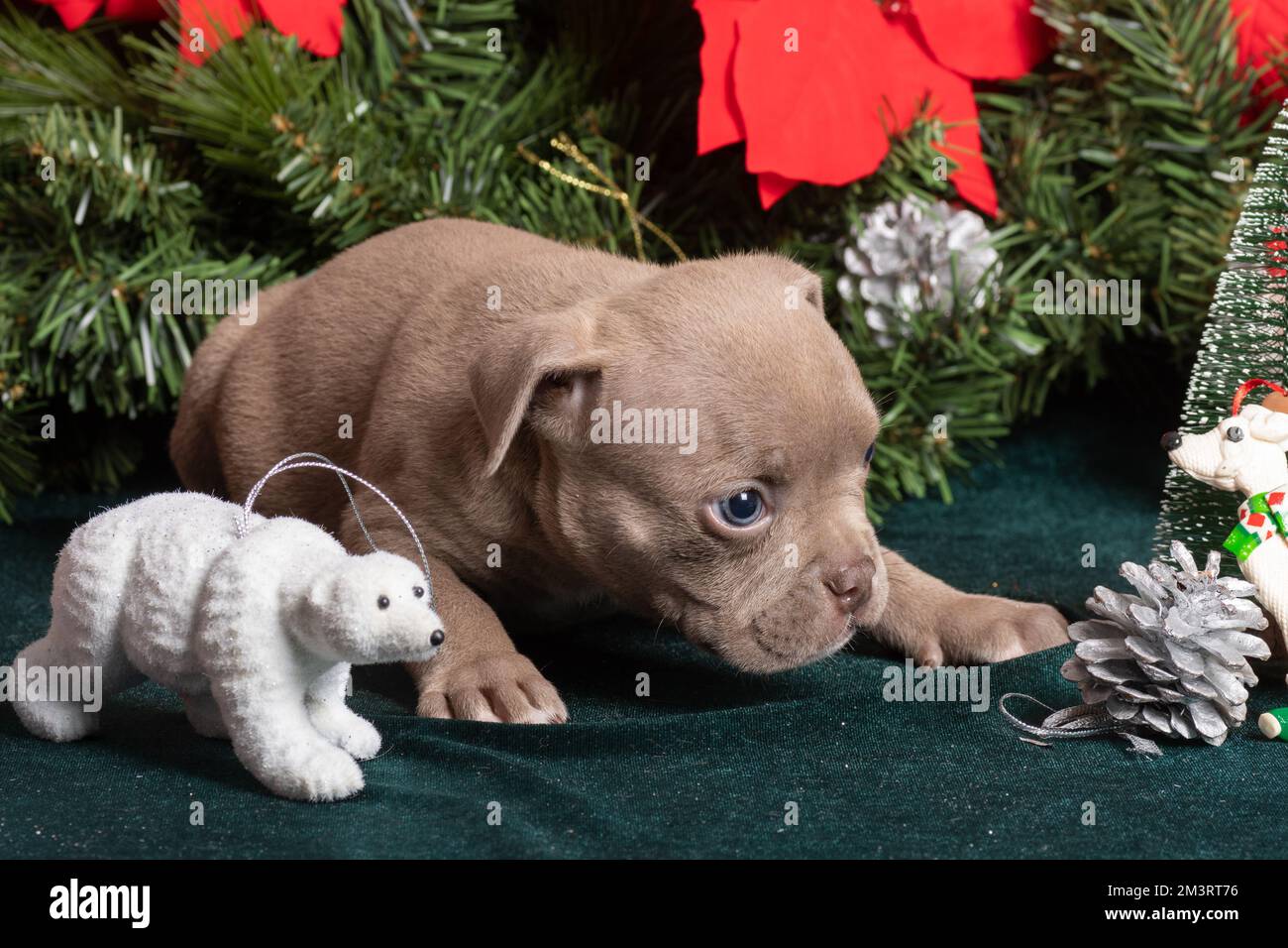 The american bully pocket hi-res stock photography and images - Alamy