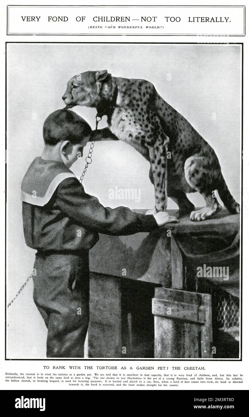 Pet cheetah Cut Out Stock Images & Pictures - Alamy