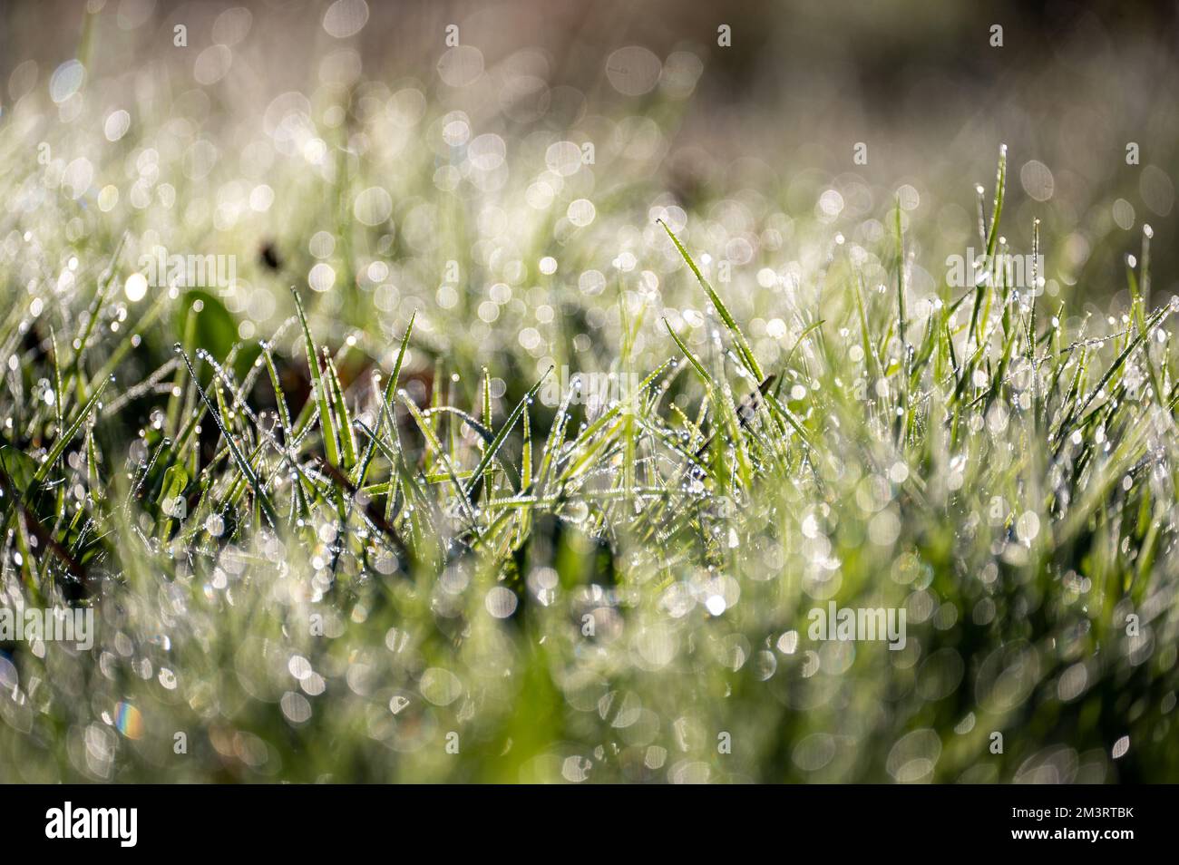 Blurred background image of green grass with bokeh and morning dew ...
