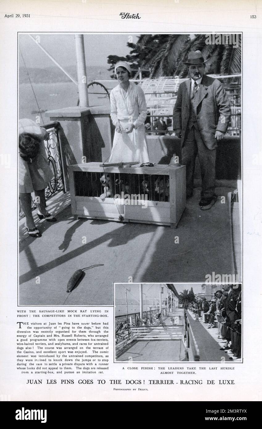 Terrier racing in Juan les Pins Stock Photo - Alamy