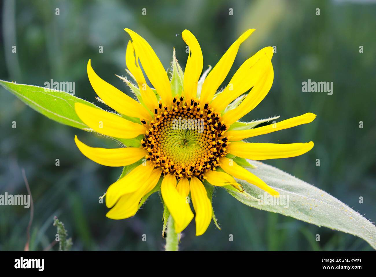 Sunbeam sunflower hi-res stock photography and images - Alamy