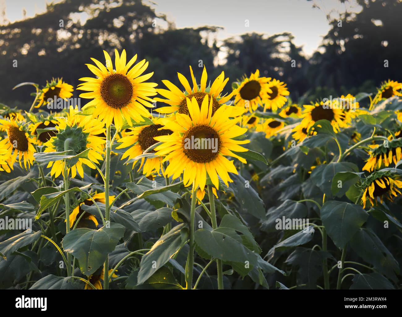 Sunbeam sunflower hi-res stock photography and images - Alamy