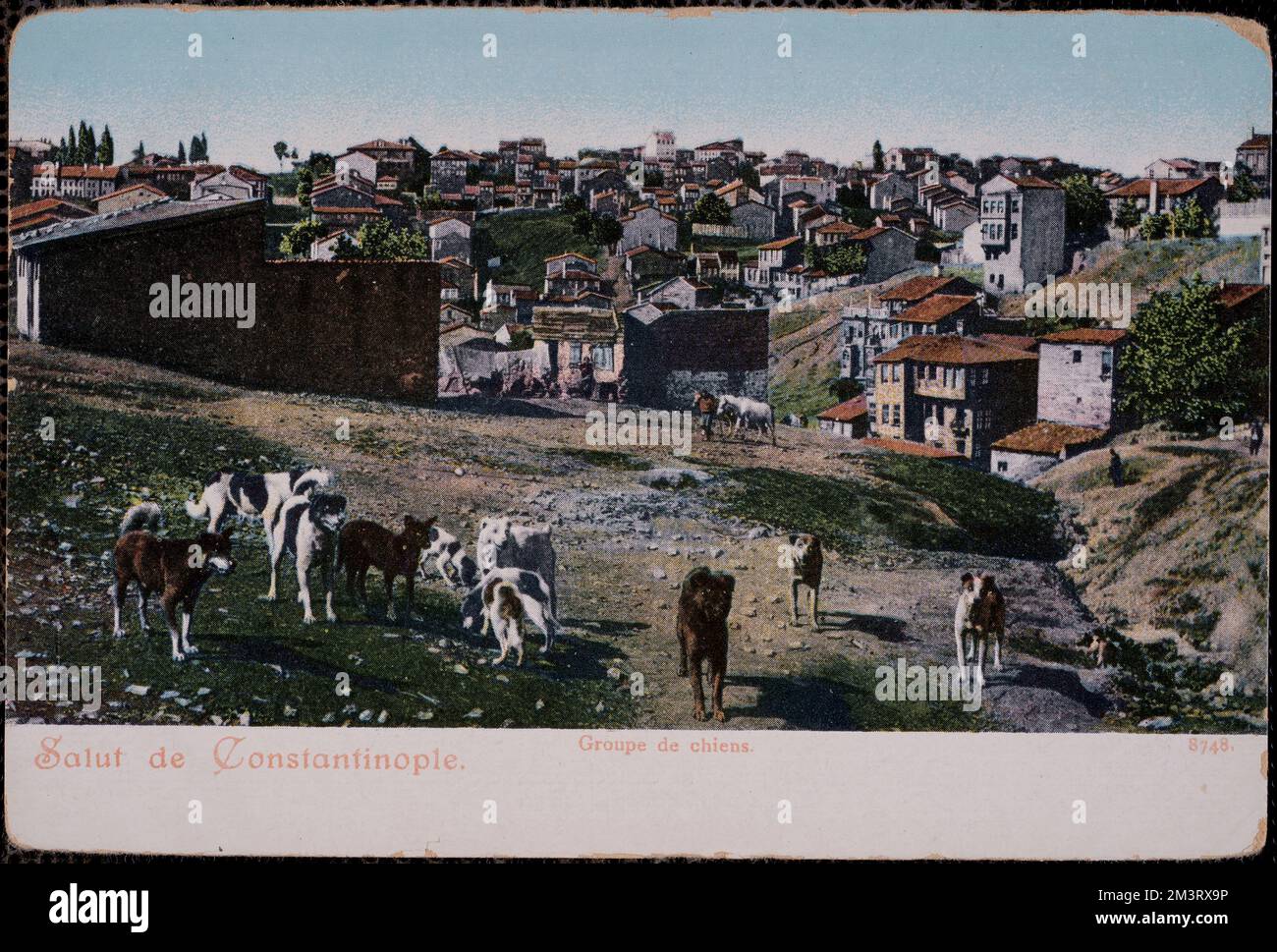 Salut de Constantinople. Groupe de chiens , Cities & towns, Dogs ...