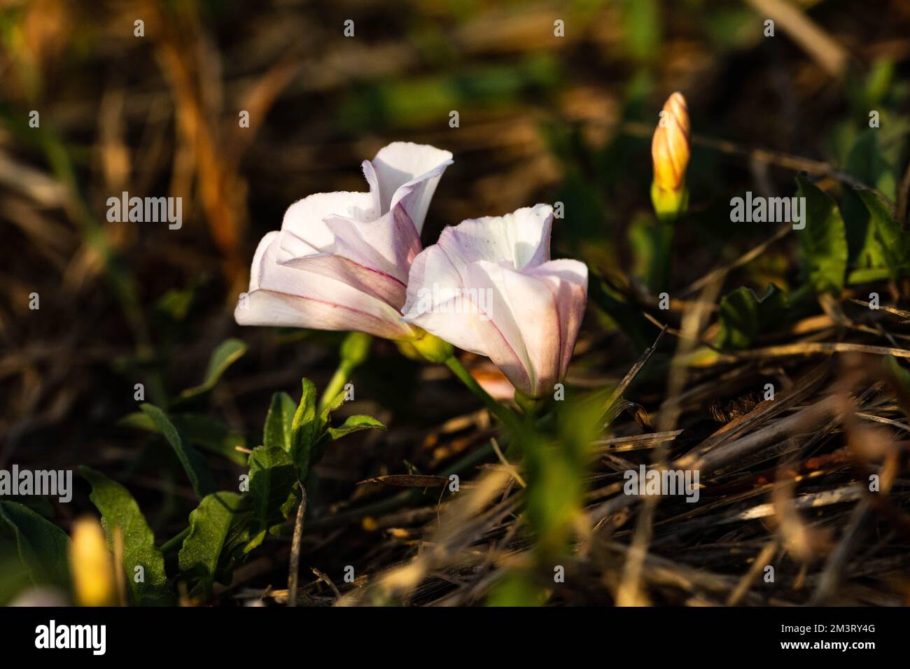 A close-up shot of a Field bindweed flower on a soft blurry background ...