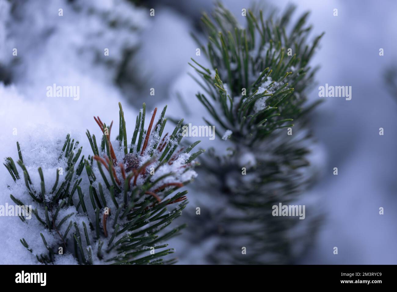 A closeup shot of pine tree branches covered in snow Stock Photo - Alamy