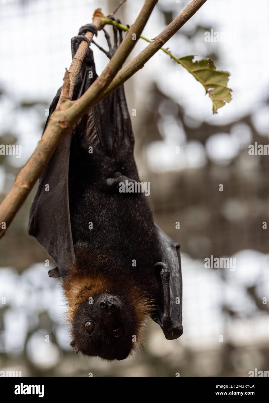 A Lyle's flying fox (Pteropus lylei) at Pairi Daiza Zoo in Belgium ...