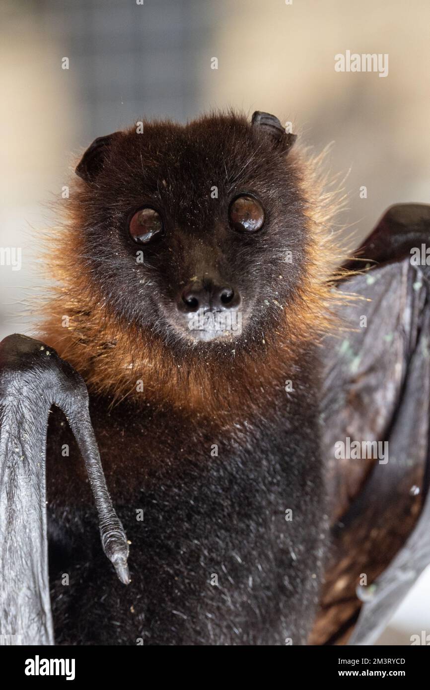 Flying fox face detail hi-res stock photography and images - Alamy