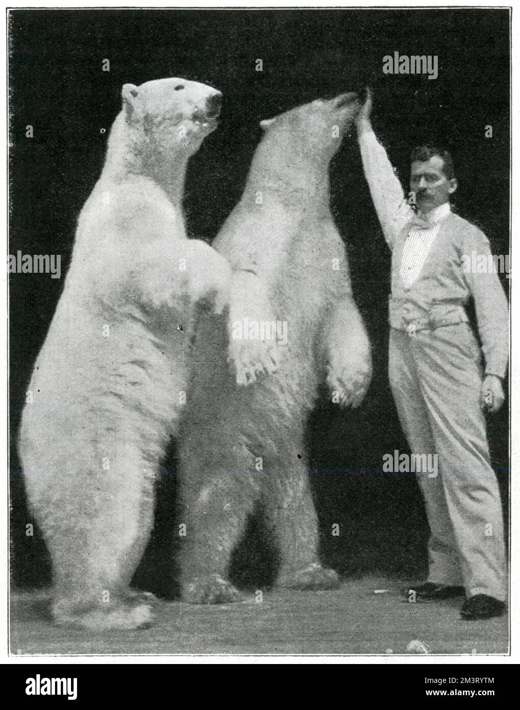 Polar Bear Standing Next To Human