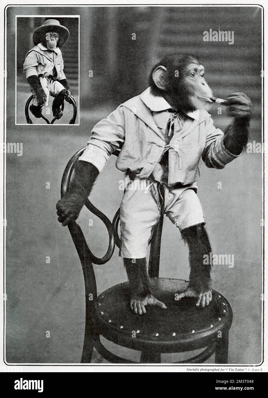 Consul the chimpanzee, the 'man monkey' who delighted audiences at the ...