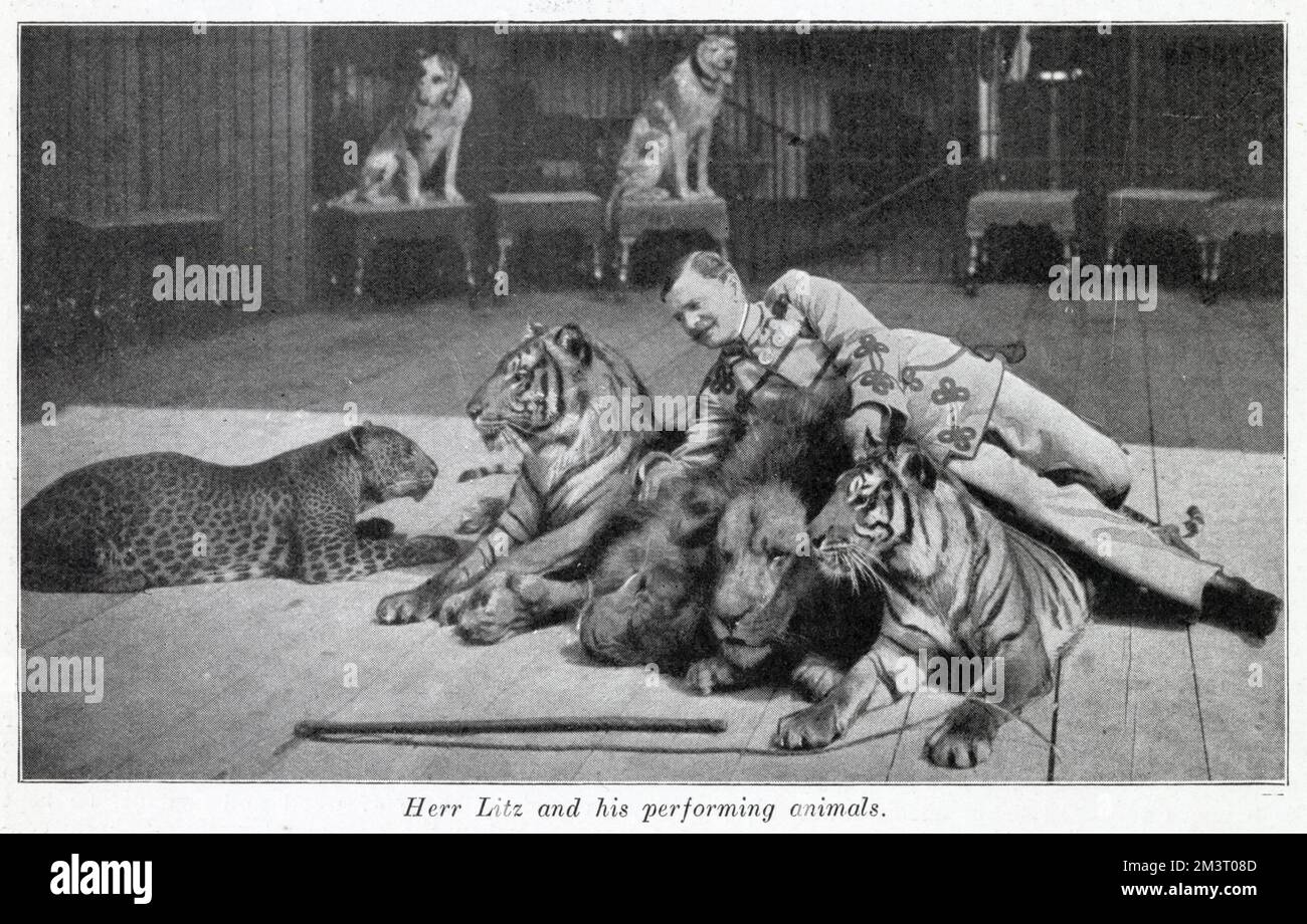 Performing tigers hi-res stock photography and images - Alamy