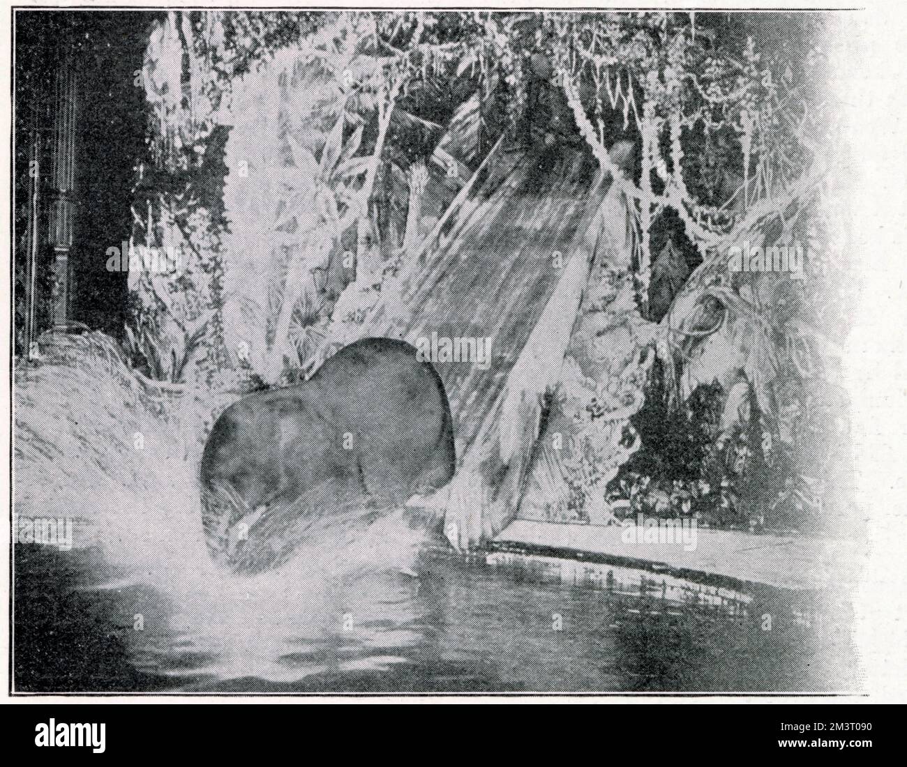 Elephant ramp hi-res stock photography and images - Alamy