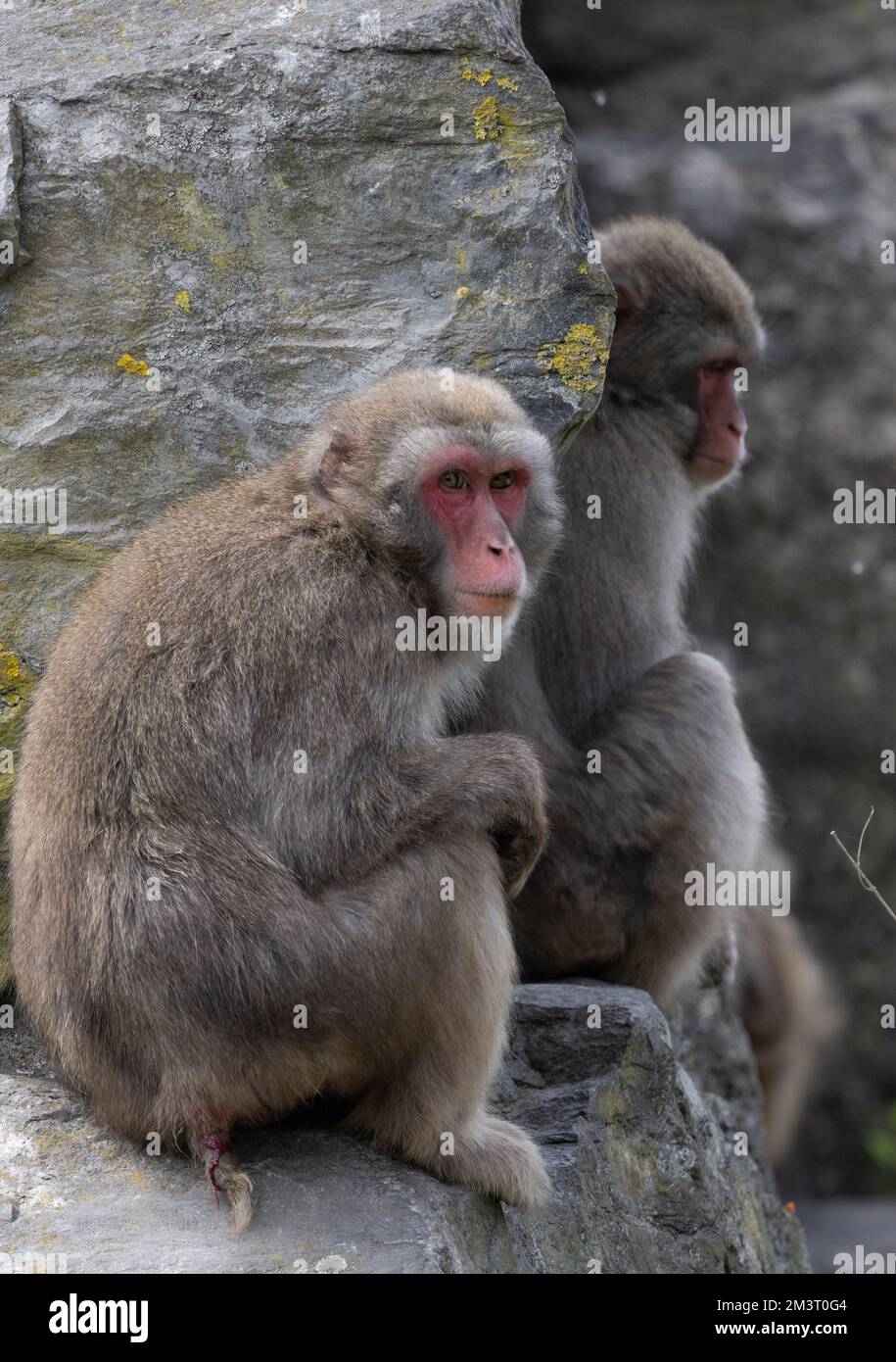 A Japanese macaque (Macaca fuscata) or snow monkey at Pairi Daiza Zoo ...