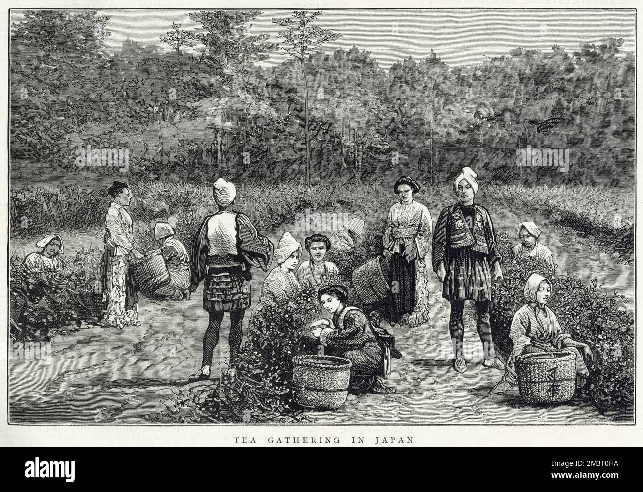 Tea gathering in Japan Stock Photo - Alamy